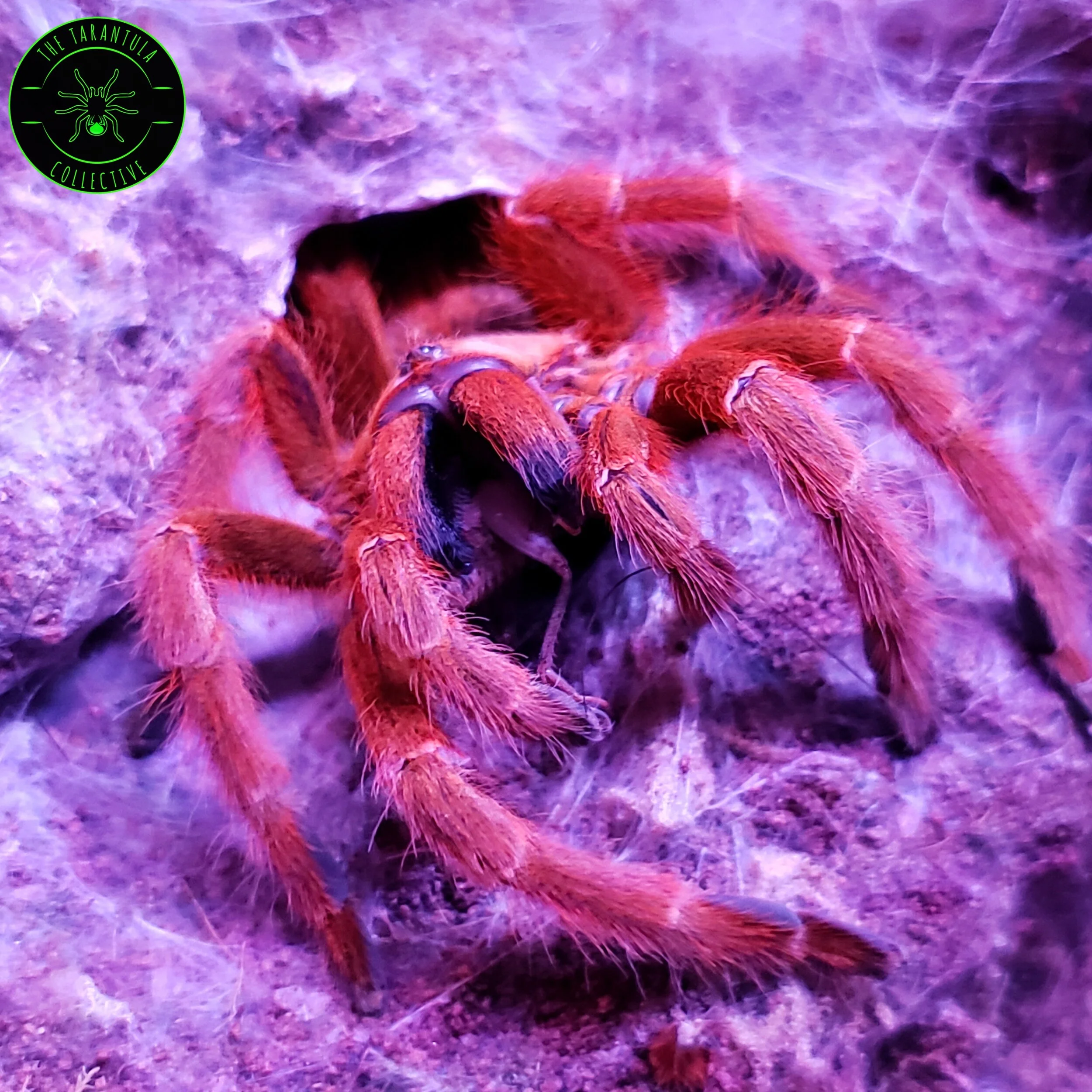 Orange Baboon Tarantula (Pterinochilus murinus) Care — The Tarantula ...