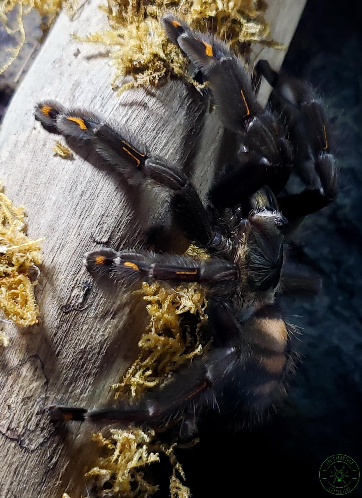 Venezuelan Suntiger (Psalmopoeus irminia) Care — The Tarantula Collective