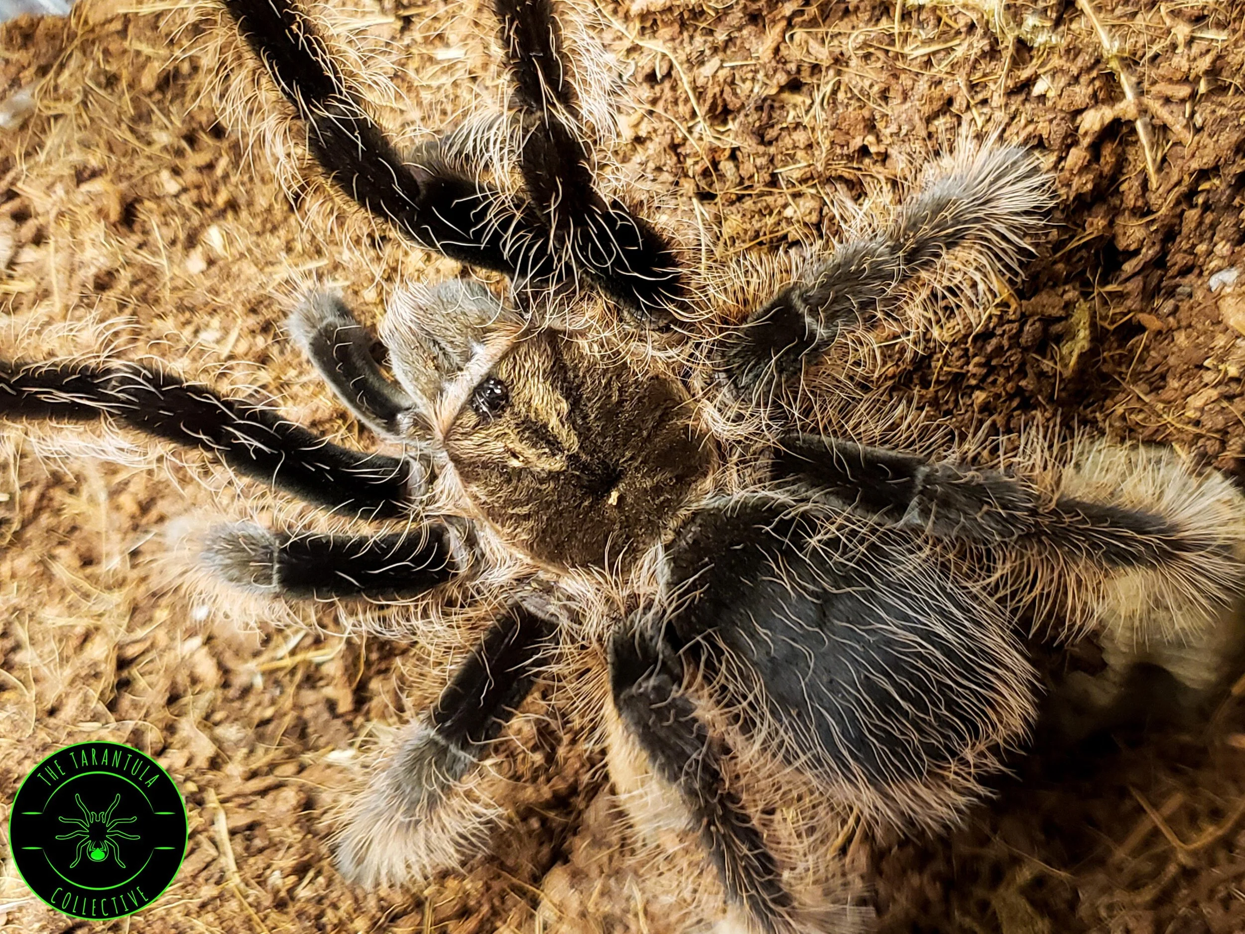 Curly Hair Tarantula (Tliltocatl albopilosus) Care — The Tarantula ...