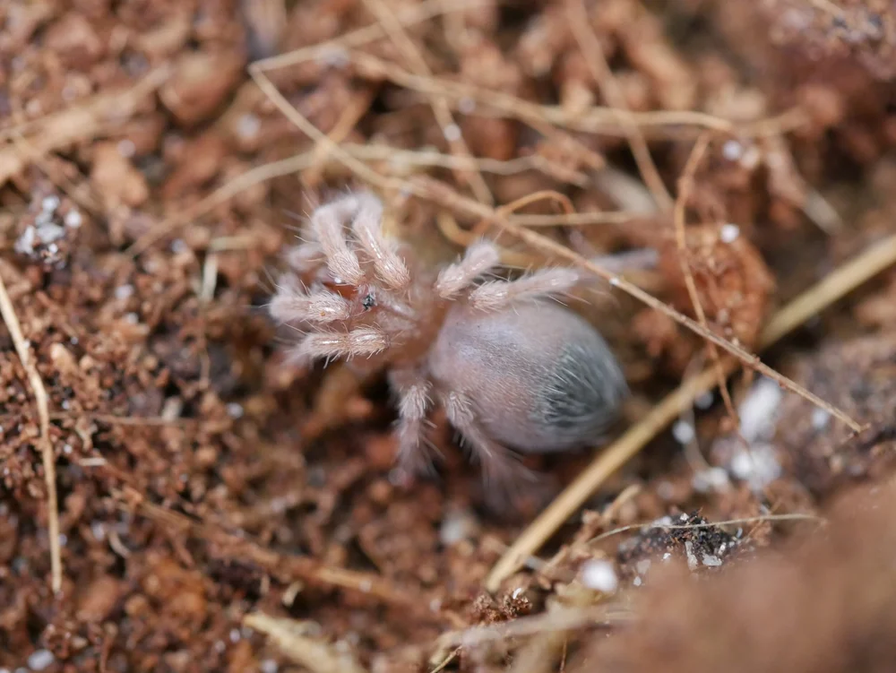 Curly Hair Tarantula (Tliltocatl albopilosus) Care — The Tarantula ...