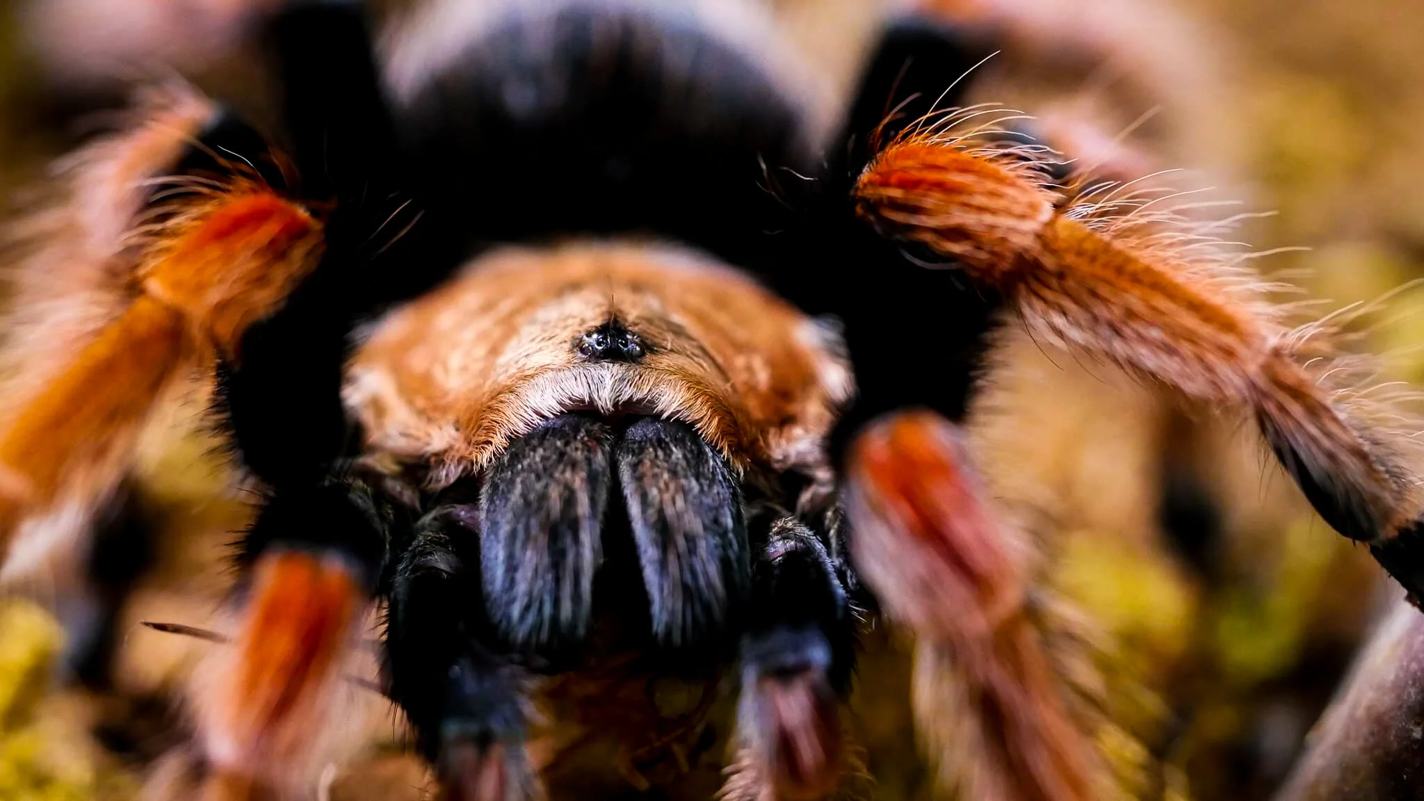 Mexican Fireleg Tarantula (Brachypelma boehmei) — The Tarantula Collective