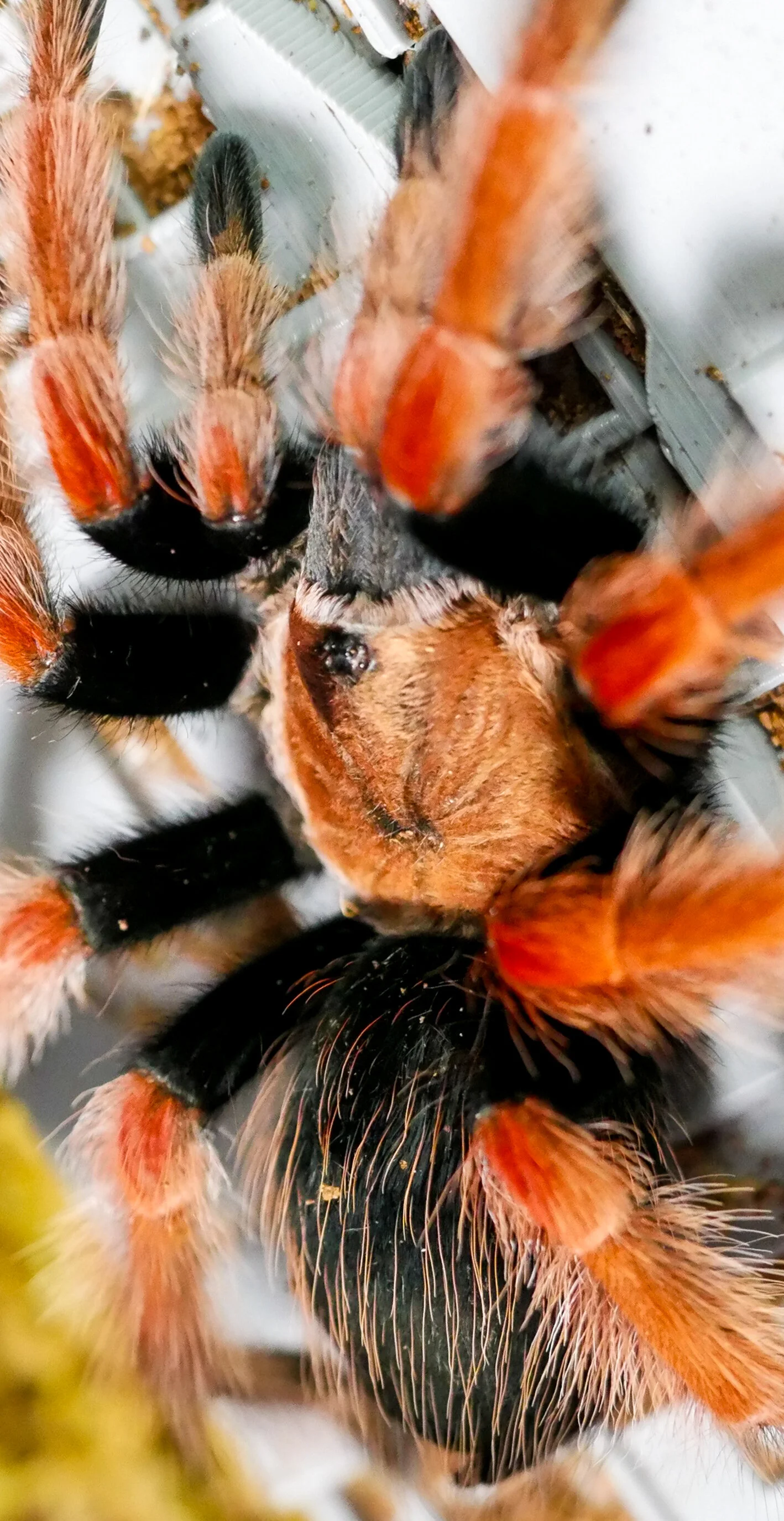 Mexican Fireleg Tarantula (Brachypelma boehmei) — The Tarantula Collective