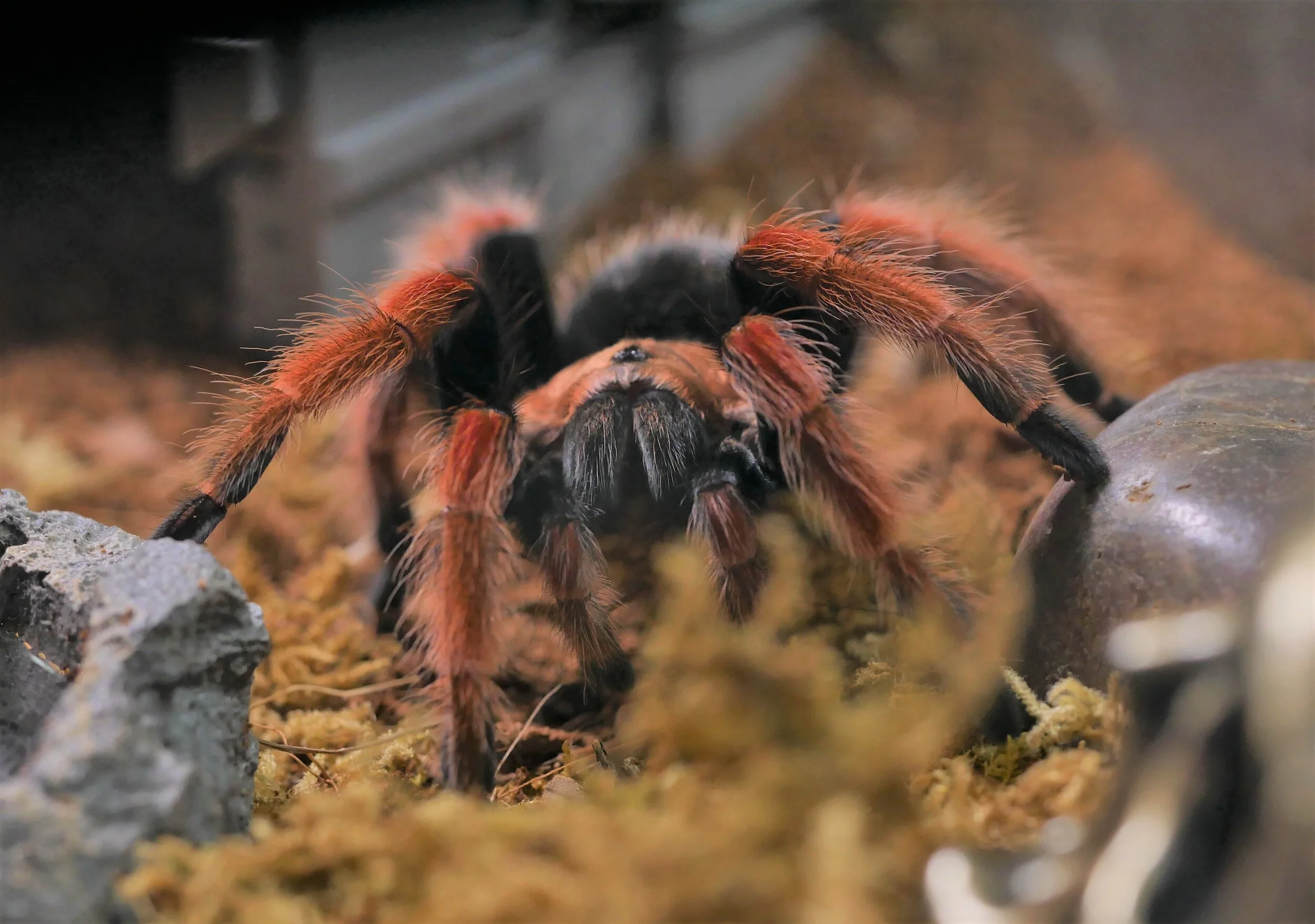 Mexican Fireleg Tarantula (Brachypelma boehmei) — The Tarantula Collective