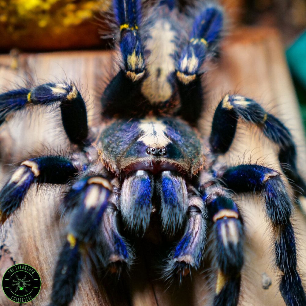 Gooty Sapphire Ornamental Tarantula (Poecilotheria metallica) Care ...