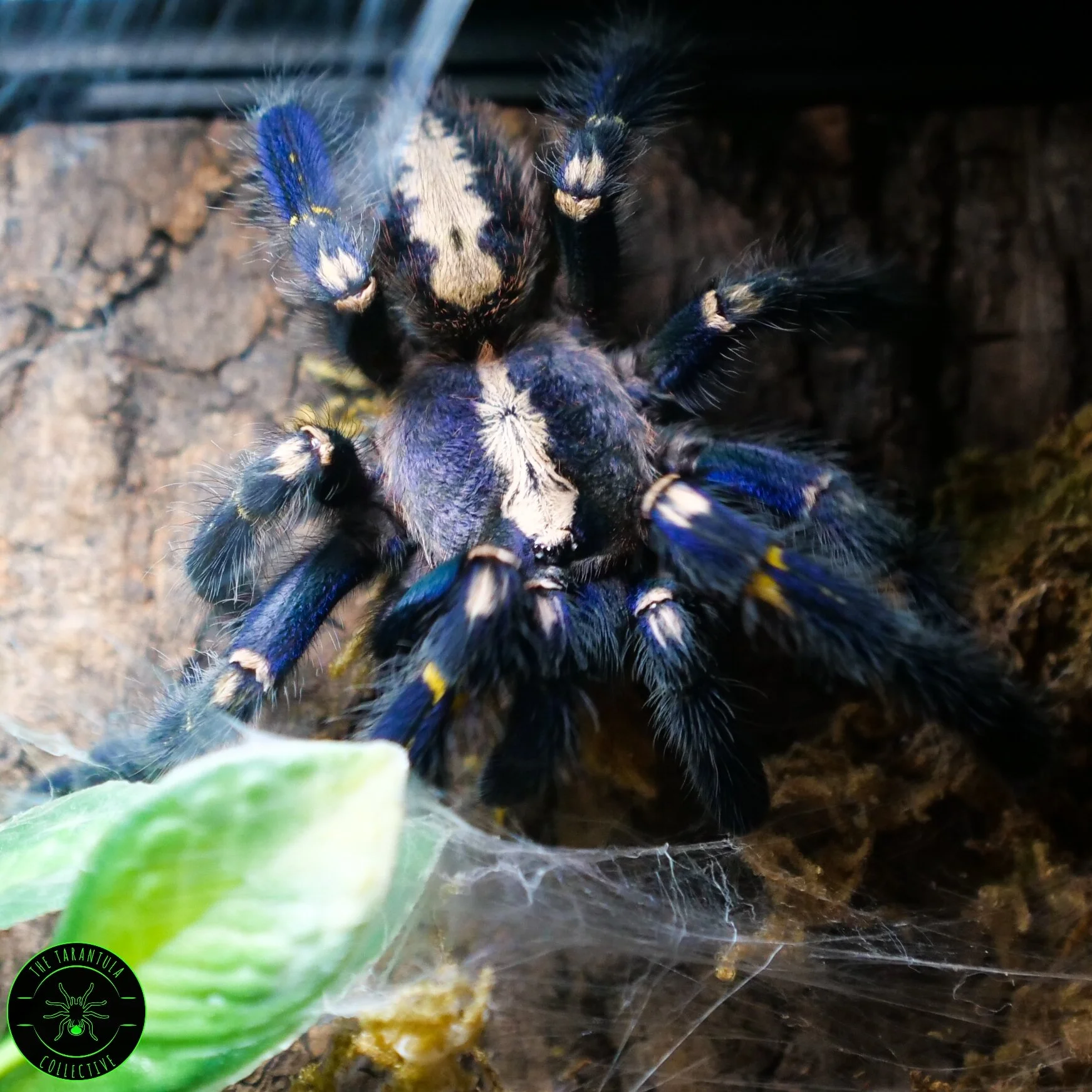 Gooty Sapphire Ornamental Tarantula (Poecilotheria metallica) Care ...