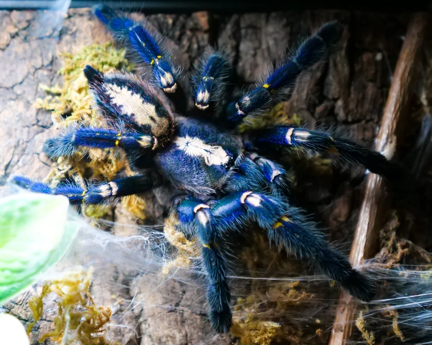 Gooty Sapphire Ornamental Tarantula (Poecilotheria metallica) Care ...