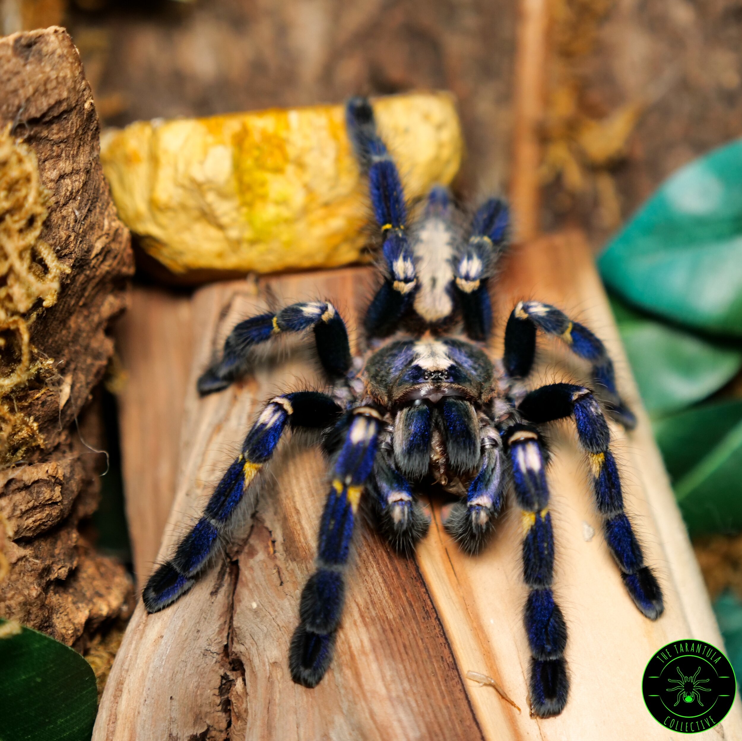 Gooty Sapphire Ornamental Tarantula (Poecilotheria metallica) Care ...