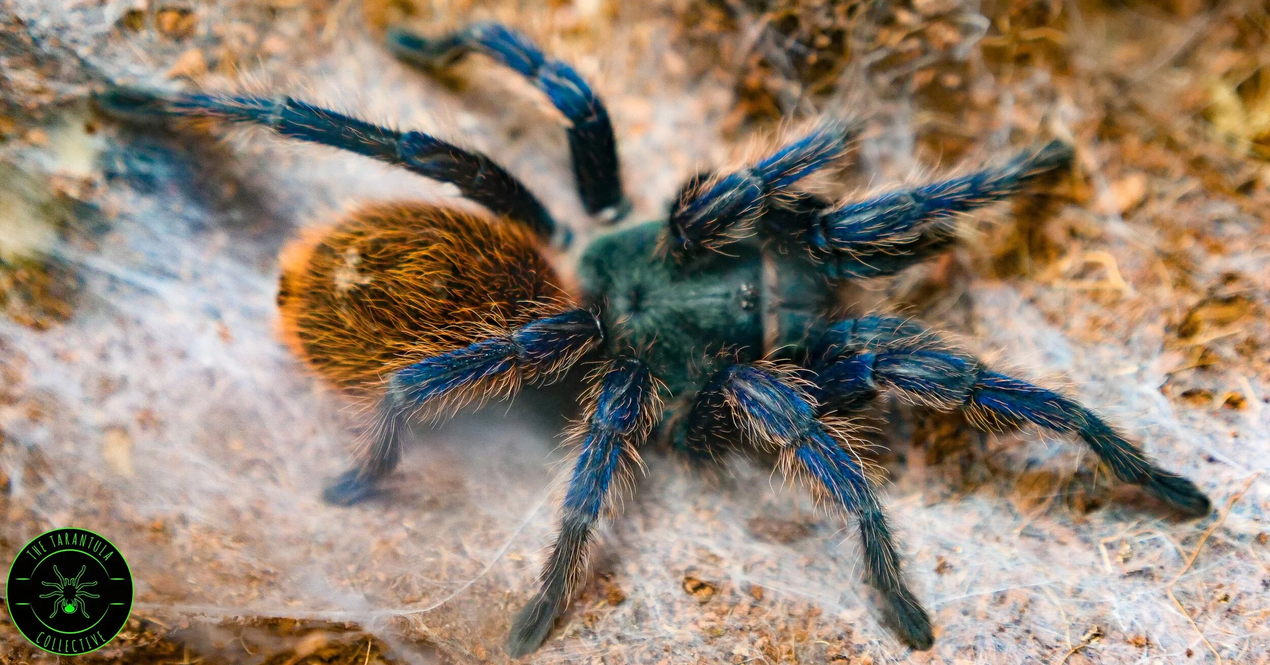 Green Bottle Blue Tarantula Care — The Tarantula Collective