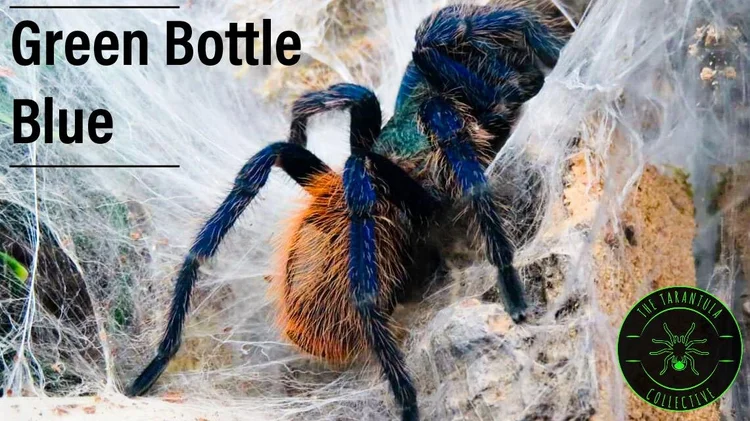 Green Bottle Blue Tarantula Care — The Tarantula Collective