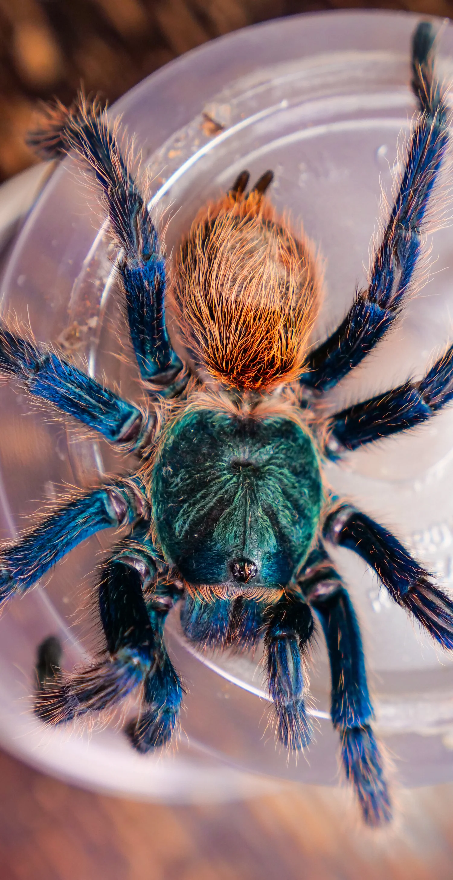 Green Bottle Blue Tarantula Care — The Tarantula Collective
