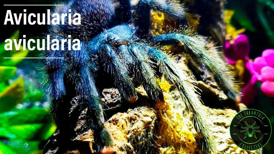 Guyana Pinktoe Tarantula (Avicularia avicularia) Care — The Tarantula ...