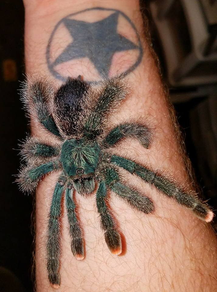 Guyana Pinktoe Tarantula (Avicularia avicularia) Care — The Tarantula ...