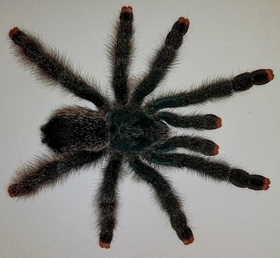 Guyana Pinktoe Tarantula (Avicularia avicularia) Care — The Tarantula ...