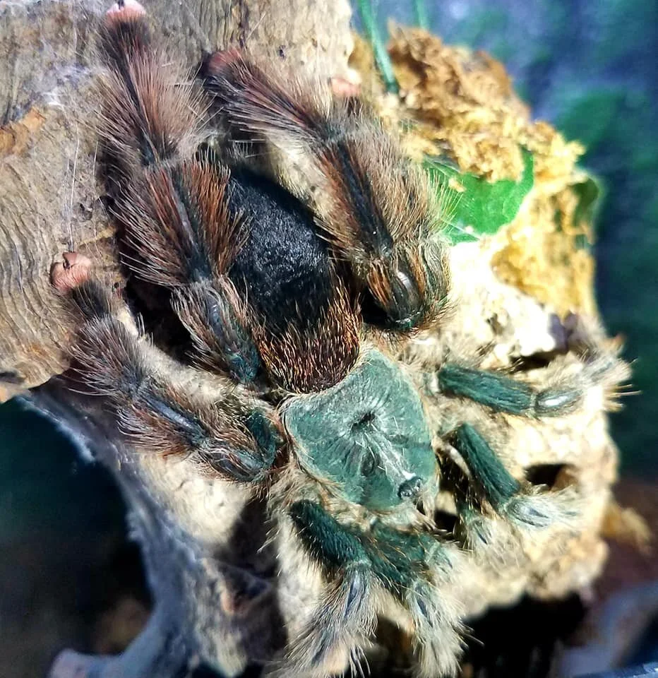 Guyana Pinktoe Tarantula (Avicularia avicularia) Care — The Tarantula ...