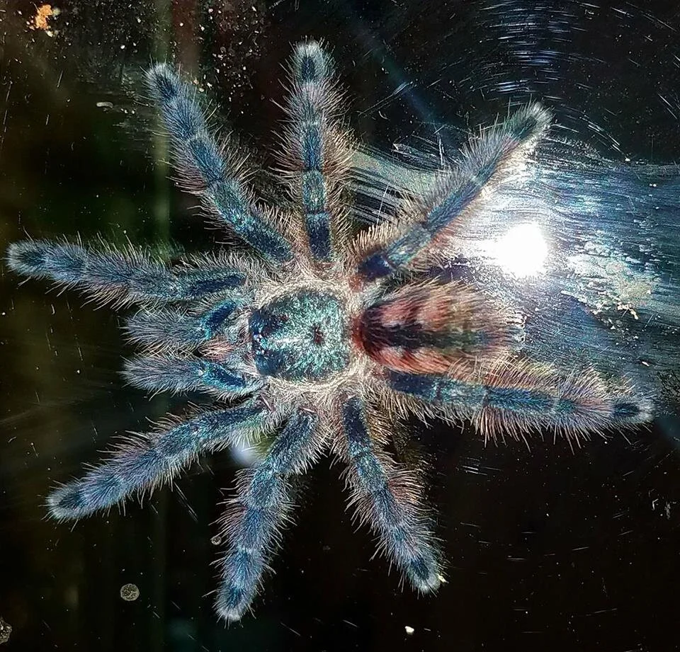 Guyana Pinktoe Tarantula (Avicularia avicularia) Care — The Tarantula ...