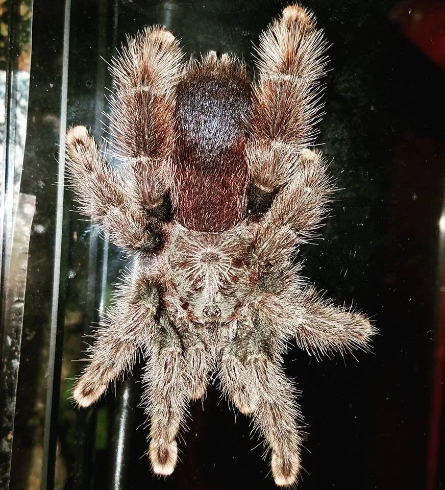 Guyana Pinktoe Tarantula (Avicularia avicularia) Care — The Tarantula ...