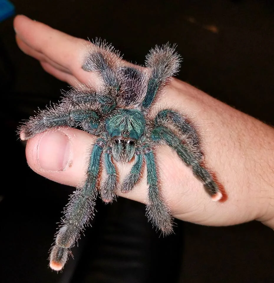Guyana Pinktoe Tarantula (Avicularia avicularia) Care — The Tarantula ...