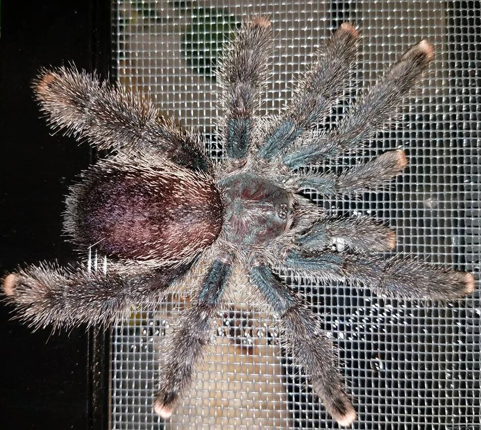 Guyana Pinktoe Tarantula (Avicularia avicularia) Care — The Tarantula ...