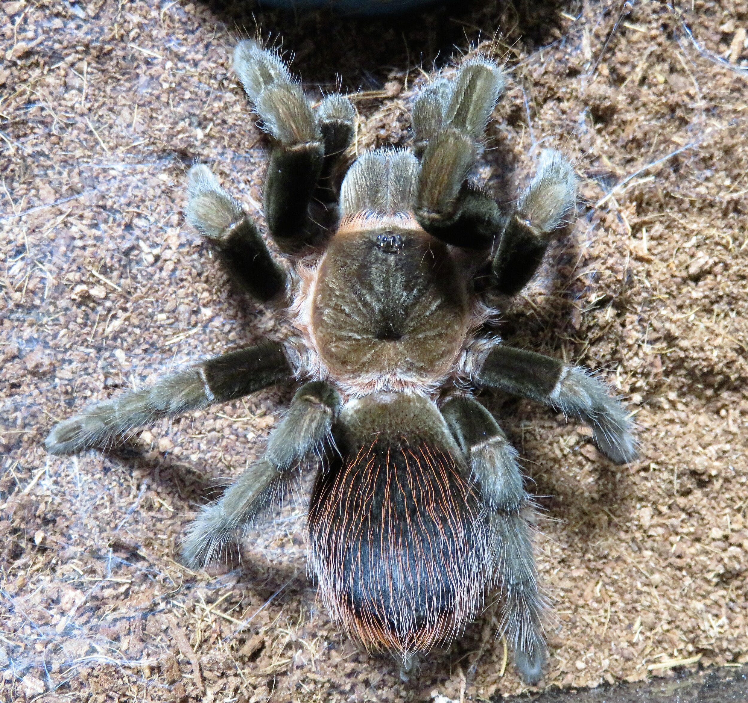 Mexican Red Rump Tarantula (Tliltocatl vagans) Care — The Tarantula ...