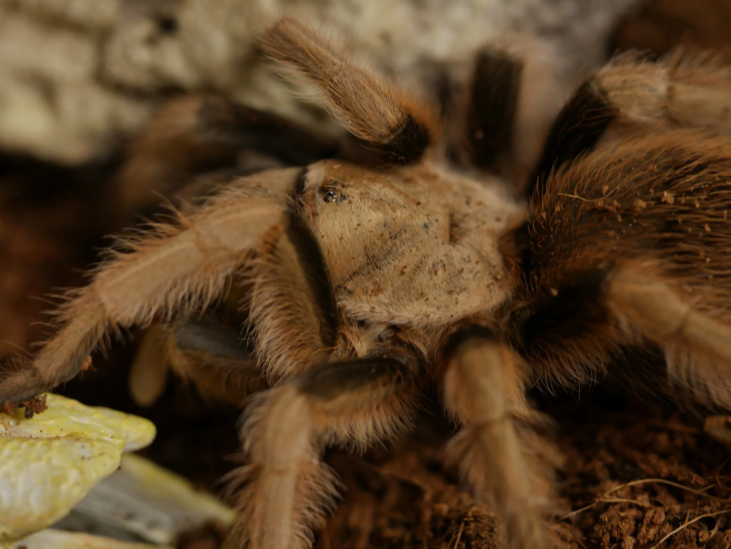 Arizona Blonde Tarantula (Aphonopelma chalcodes) care — The Tarantula ...