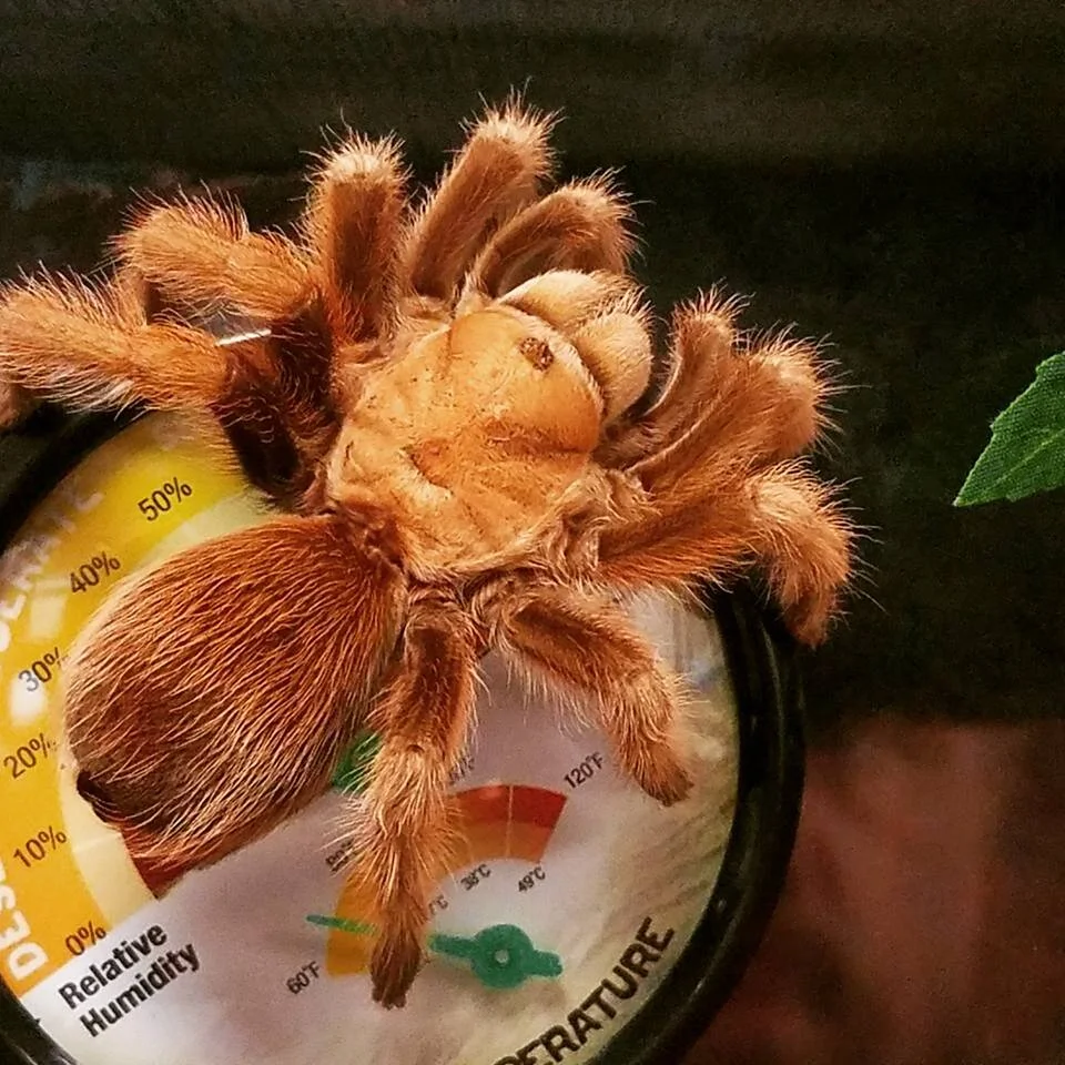 Arizona Blond Tarantula (Aphonopelma chalcodes) care — The Tarantula ...