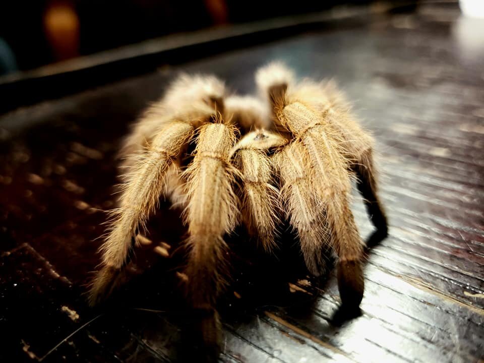 Arizona Blond Tarantula (Aphonopelma chalcodes) care — The Tarantula ...