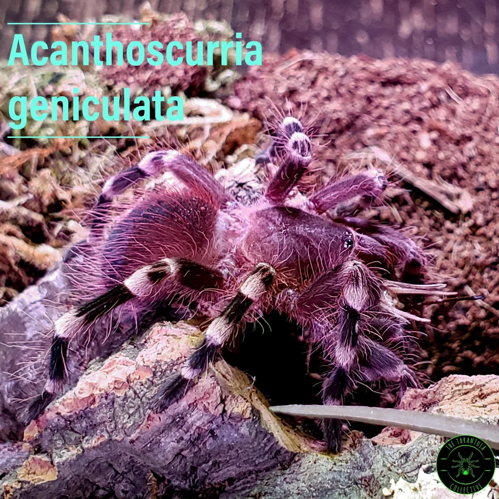 Brazilian White Knee Tarantula (Acanthoscuria geniculata) care — The ...