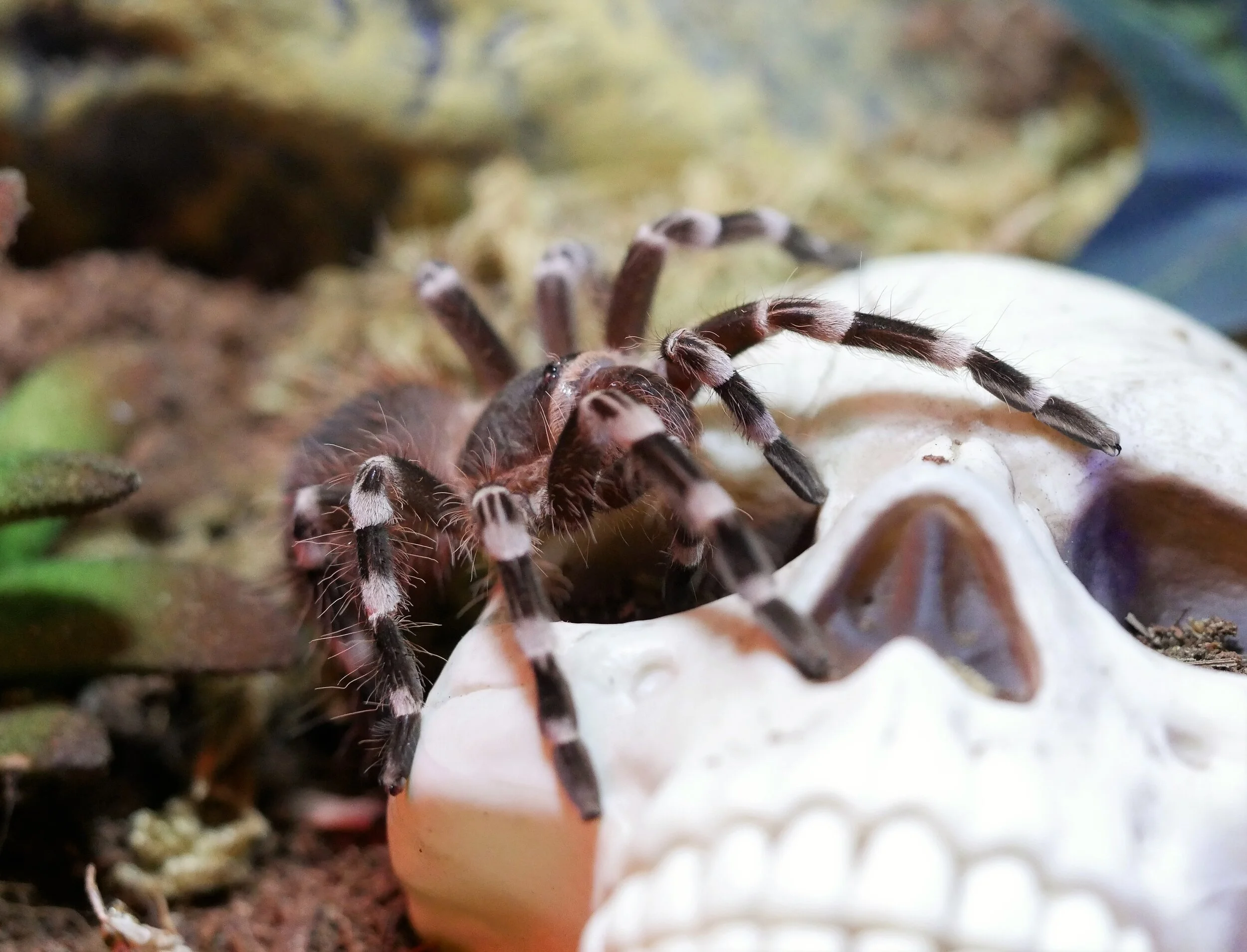 Brazilian White Knee Tarantula (Acanthoscuria geniculata) care — The ...