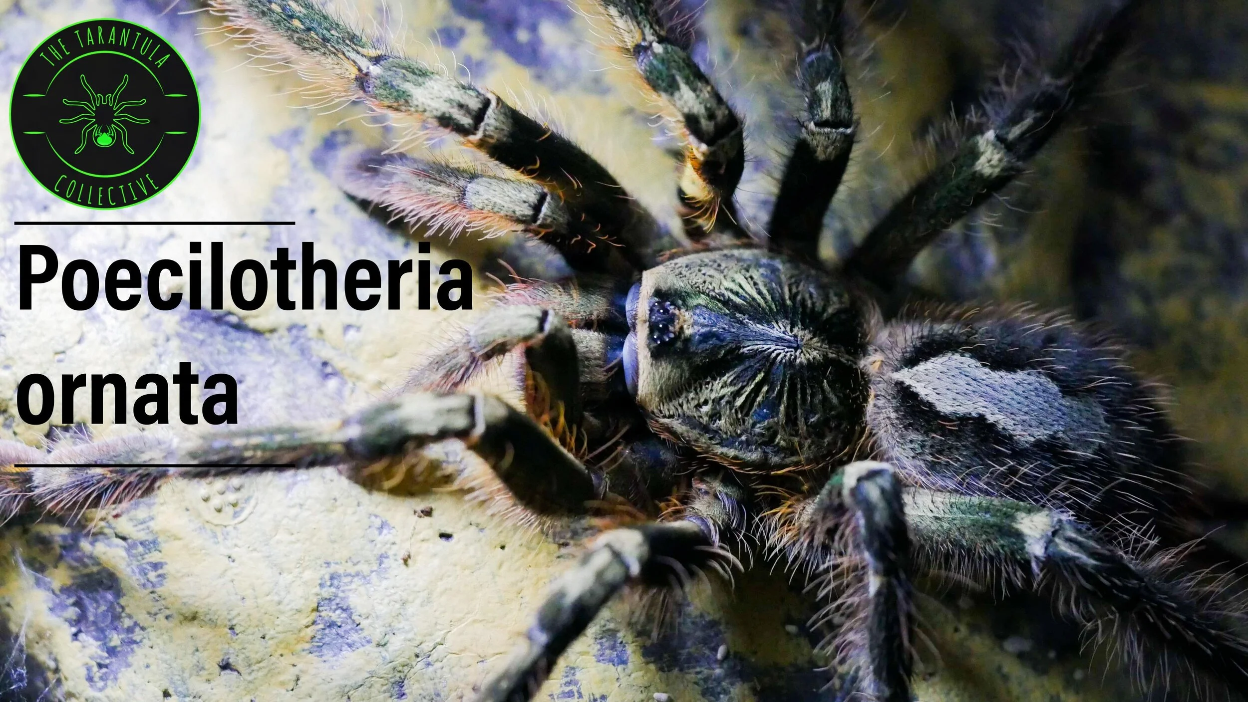Fringed Ornamental Tarantula (Poecilotheria ornata) care — The ...