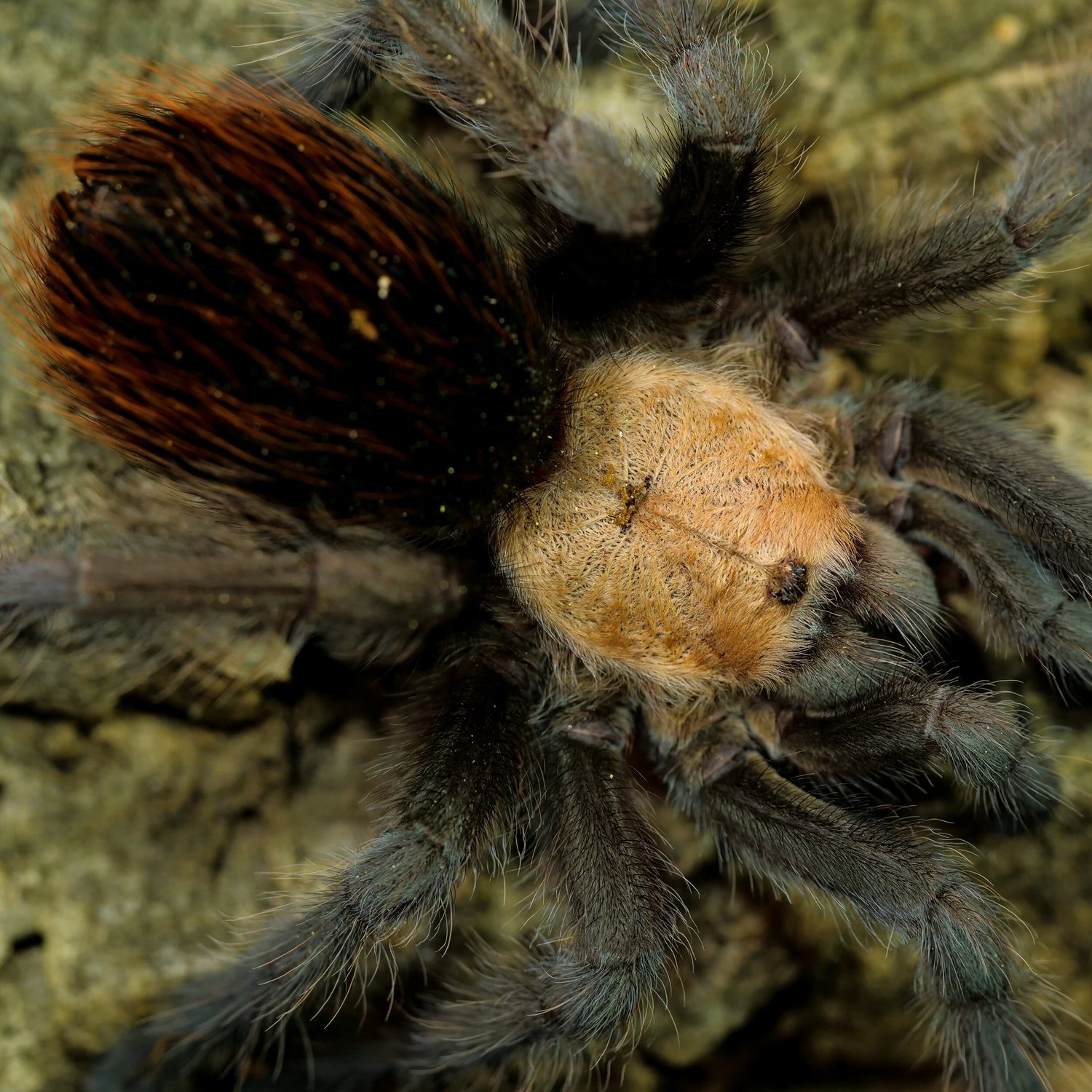 Golden Red Rump Tarantula (Brachypelma albiceps) Care — The Tarantula ...