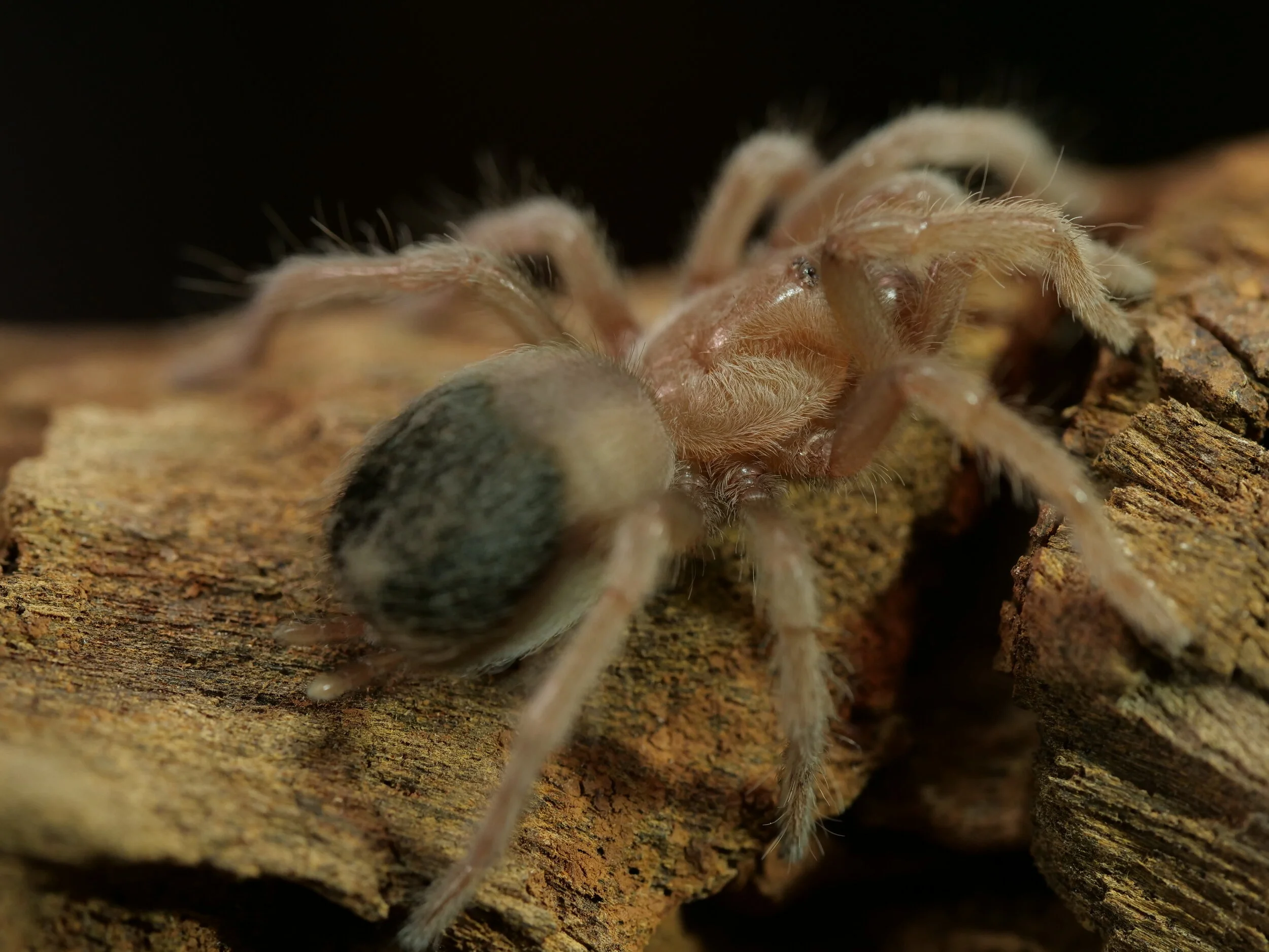 Golden Red Rump Tarantula (Brachypelma albiceps) Care — The Tarantula ...