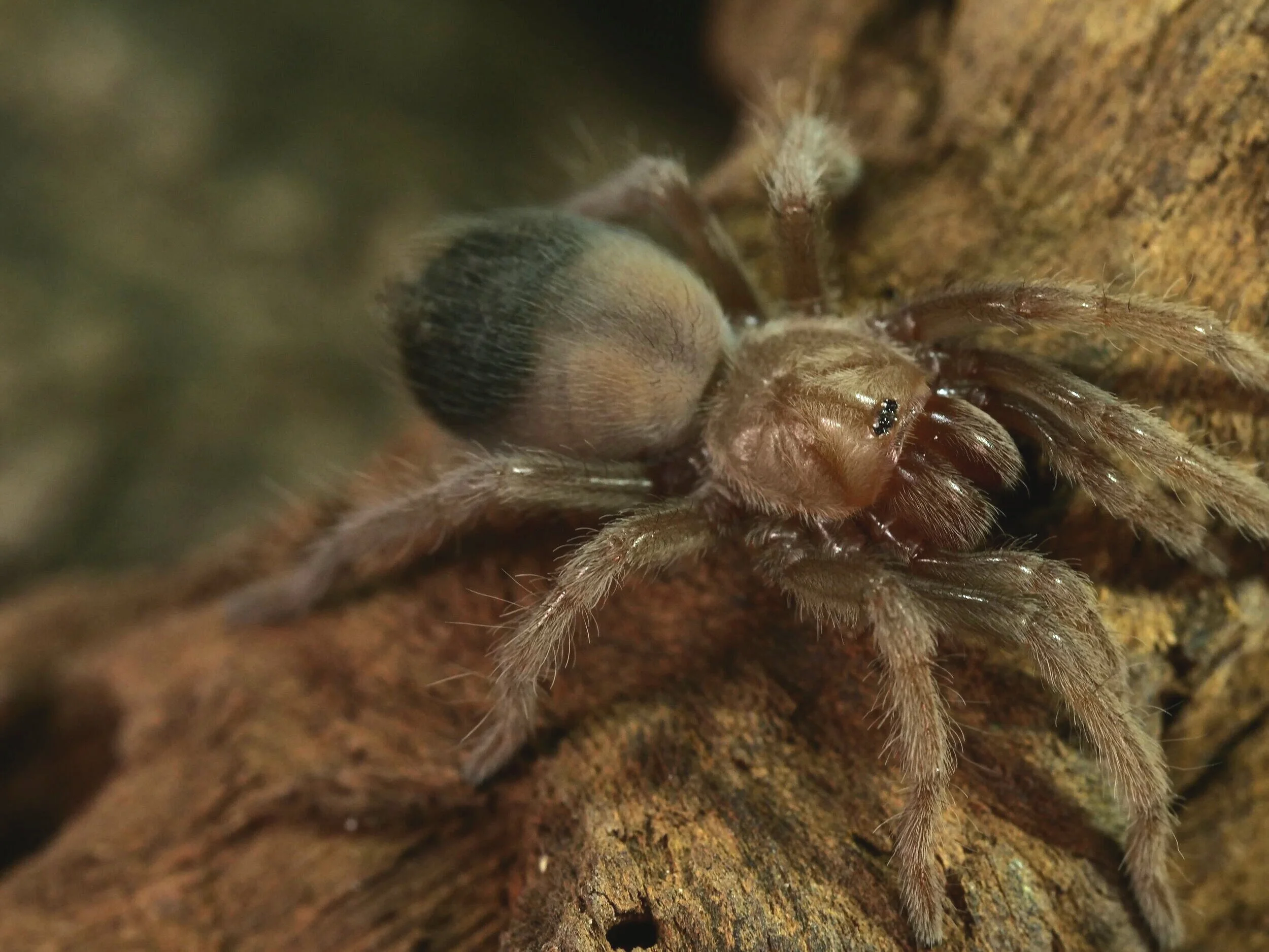 Golden Red Rump Tarantula (Brachypelma albiceps) Care — The Tarantula ...