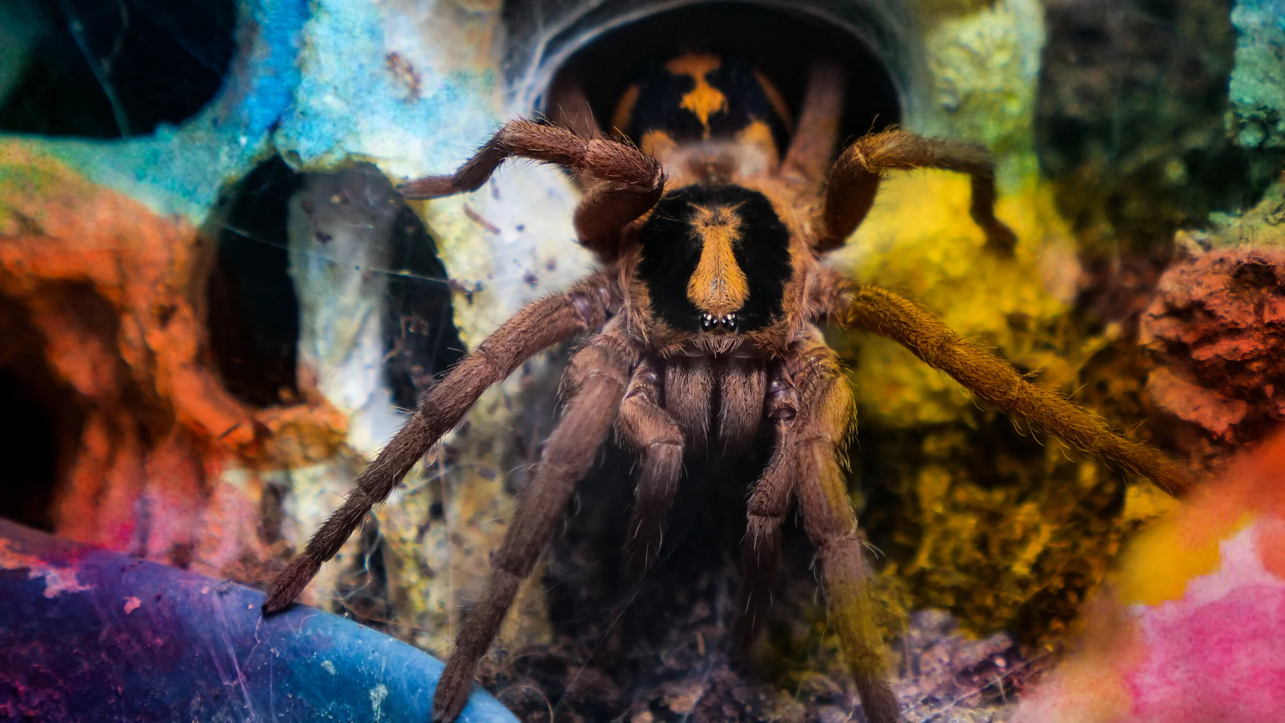 Pumpkin Patch Tarantula (Hapolopus sp. Colombia) Care Sheet — The ...