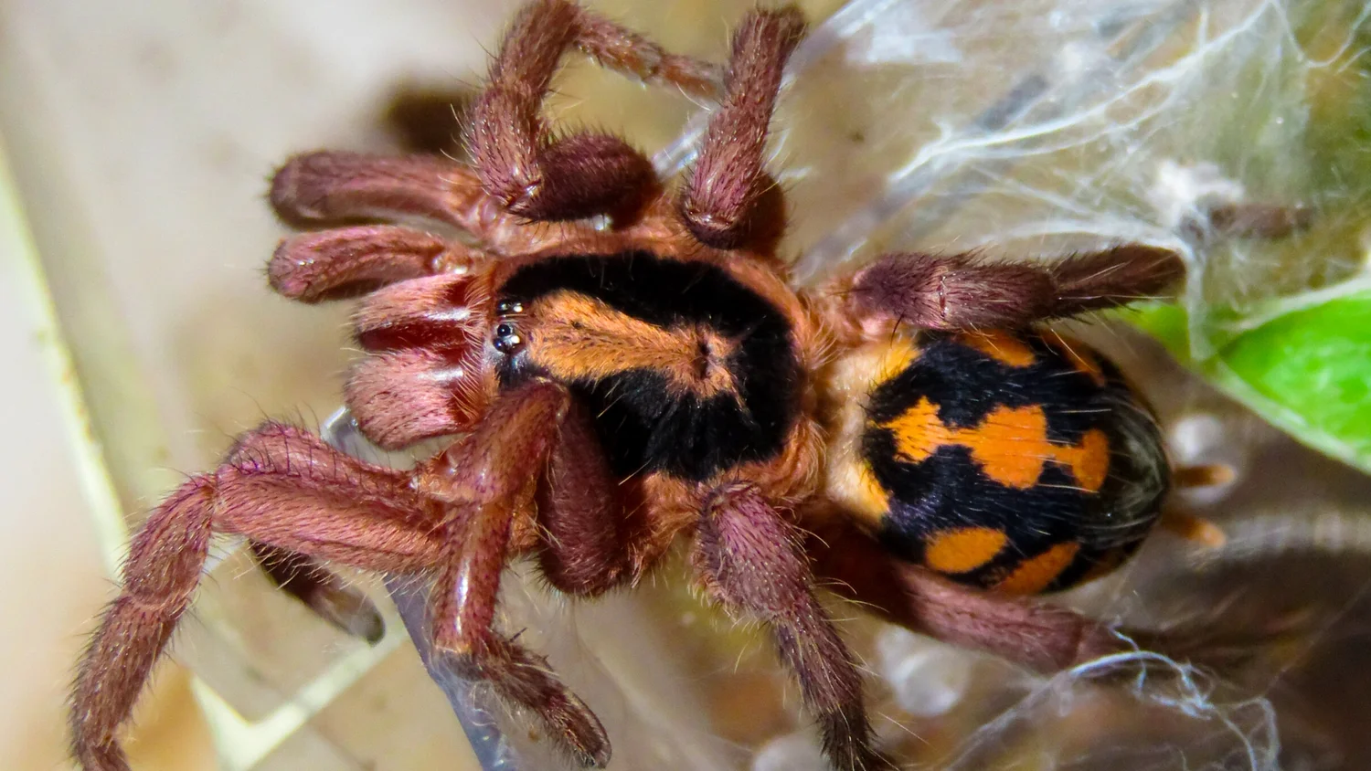 Pumpkin Patch Tarantula (Hapolopus sp. Colombia) Care Sheet — The ...