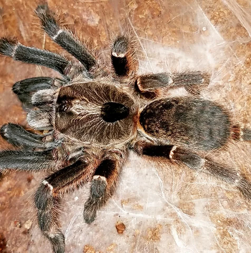 Rear Horned Baboon Tarantula (Ceratogyrus darlingi) Care — The ...