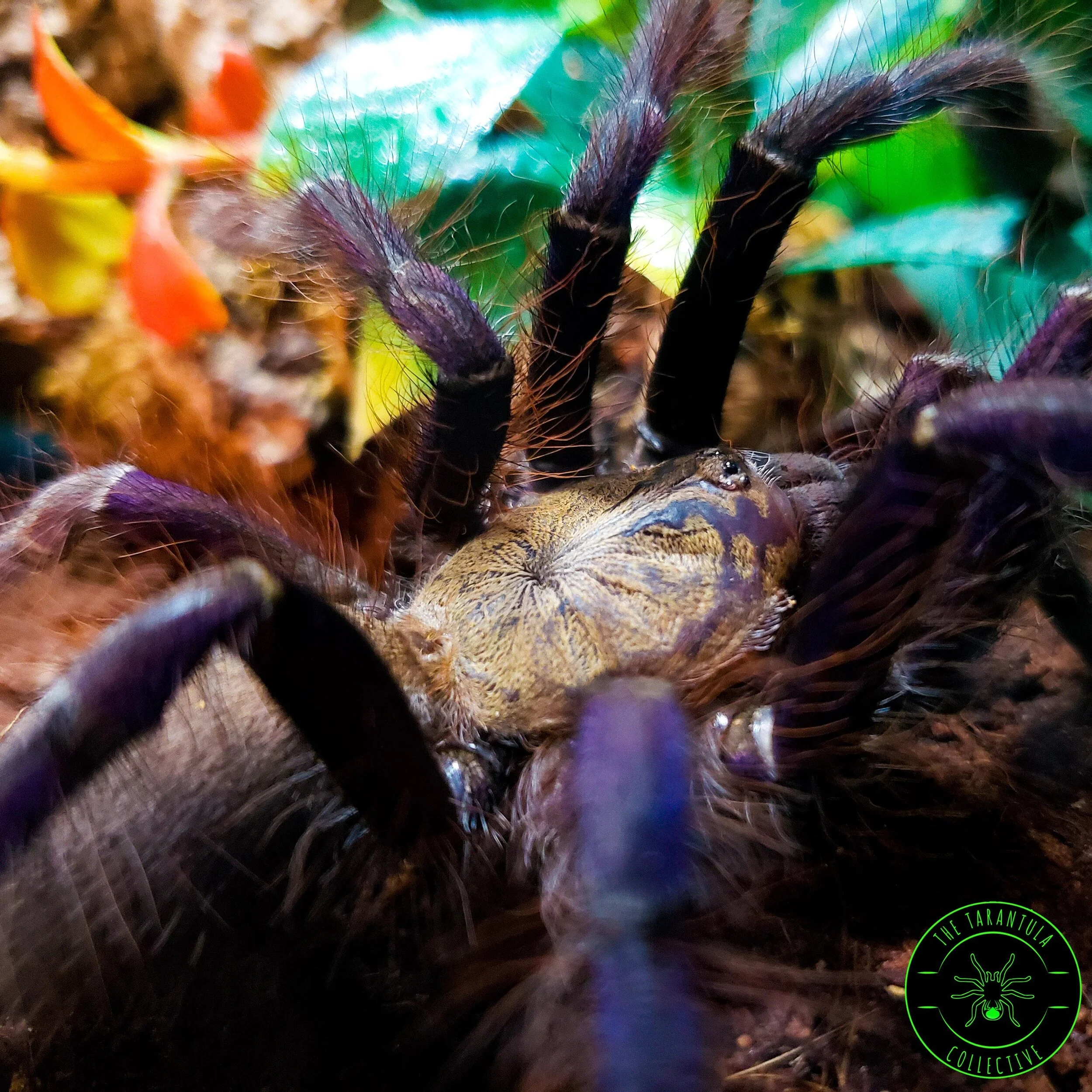 Singapore Blue Tarantula (Omothymus / Lampropelma violaceopes) Care ...