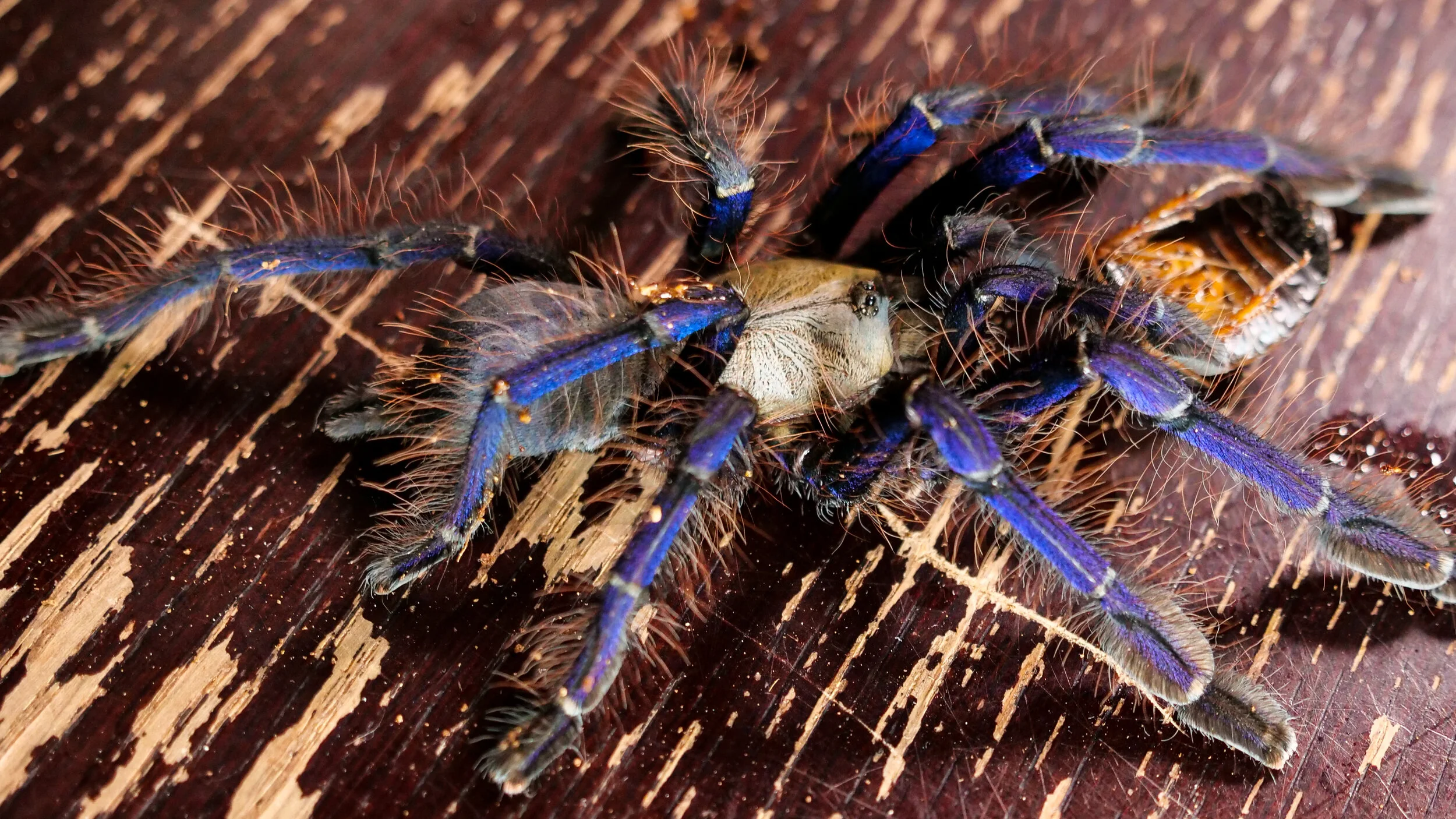 Singapore Blue Tarantula (Omothymus / Lampropelma violaceopes) Care ...