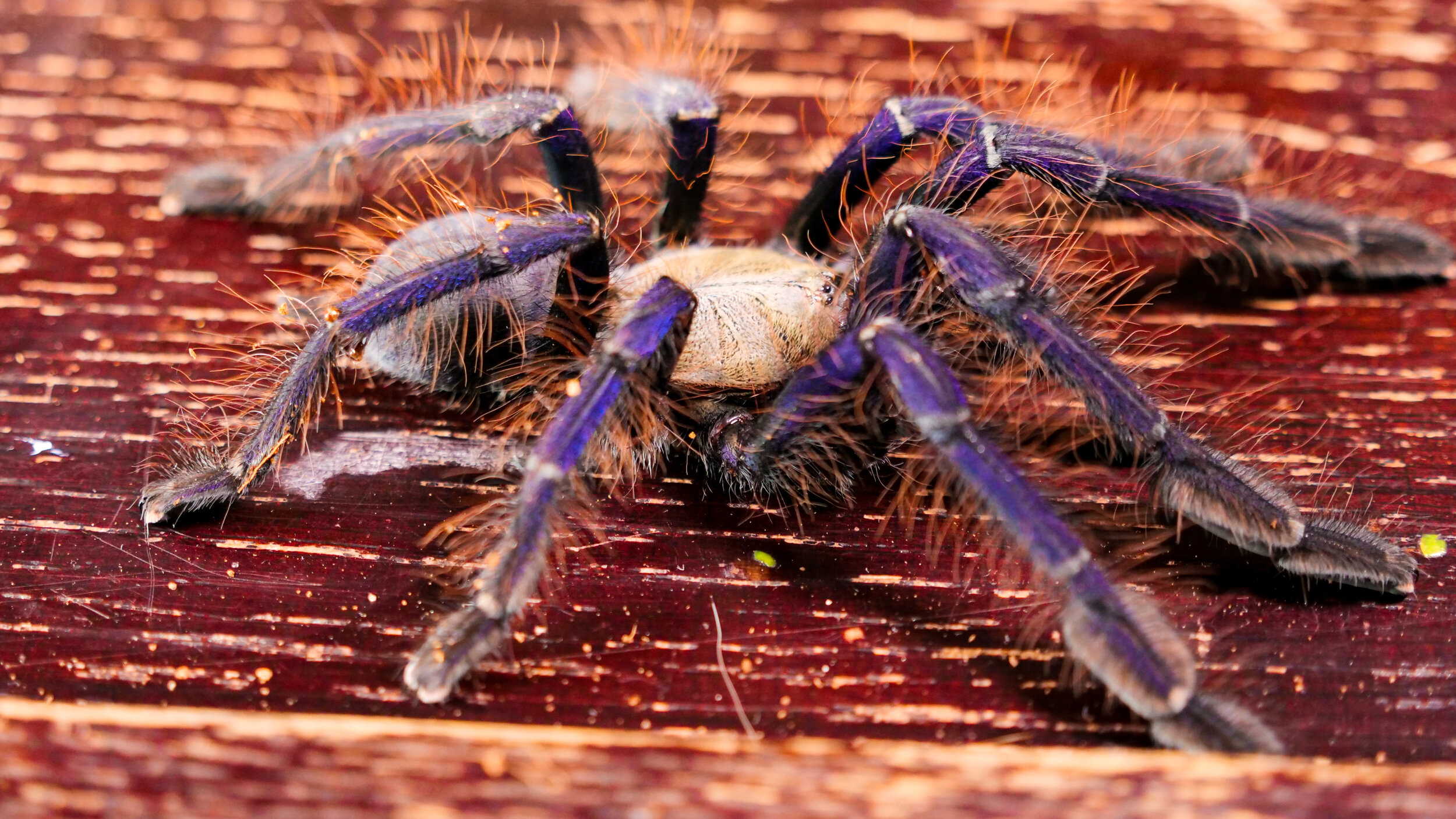 Singapore Blue Tarantula (Omothymus / Lampropelma violaceopes) Care ...