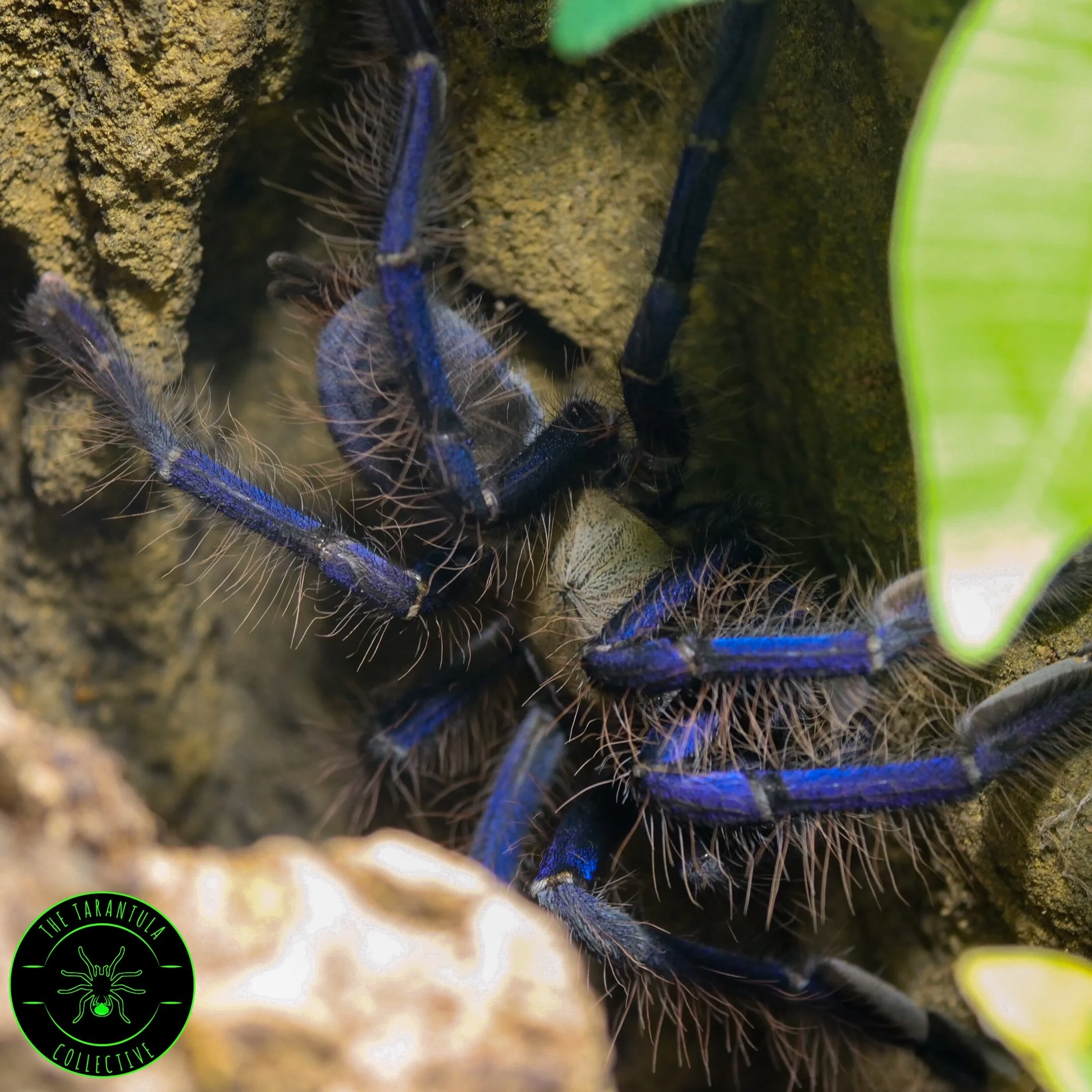 Singapore Blue Tarantula (Omothymus / Lampropelma violaceopes) Care ...