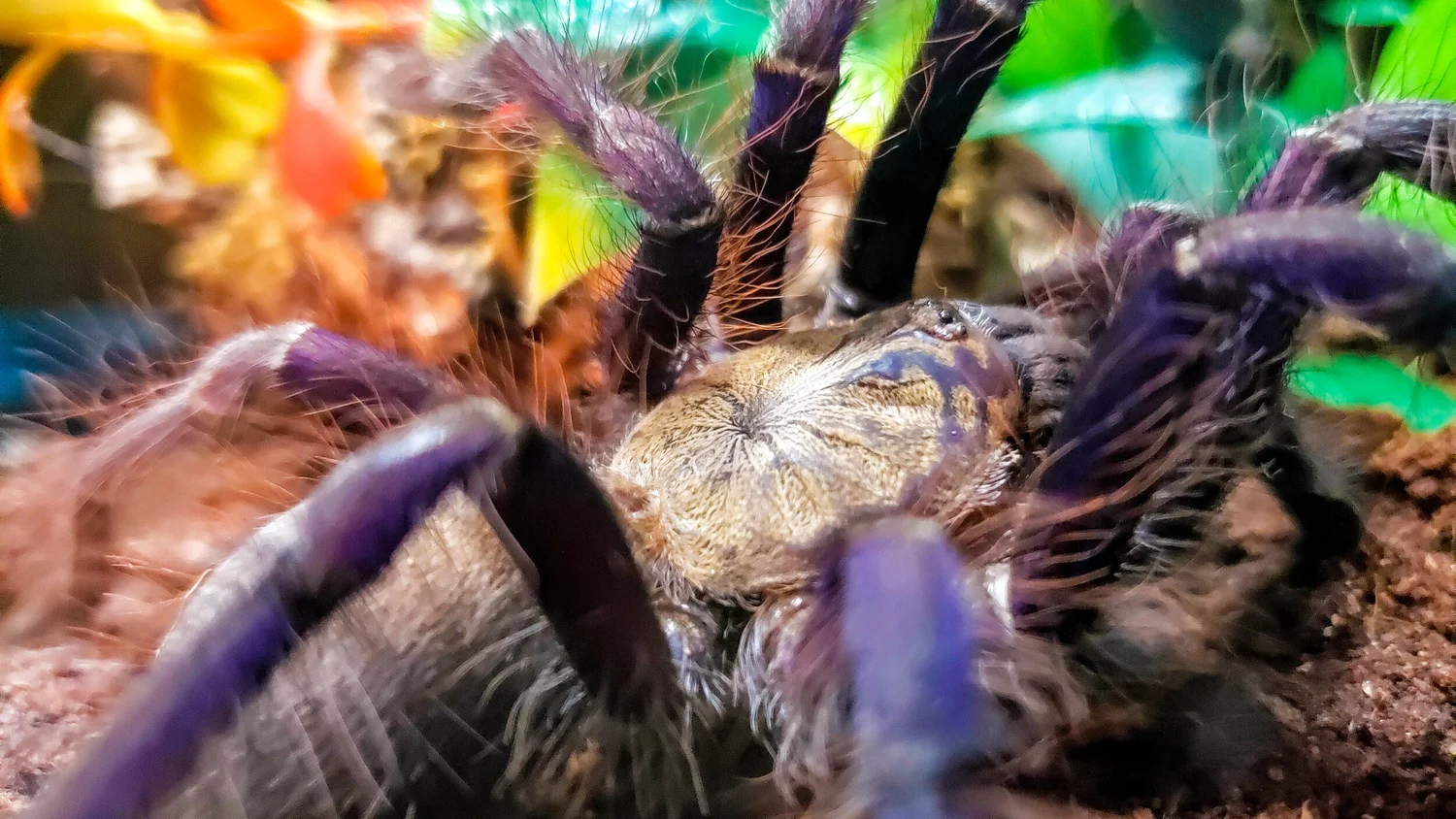 Singapore Blue Tarantula (Omothymus / Lampropelma violaceopes) Care ...