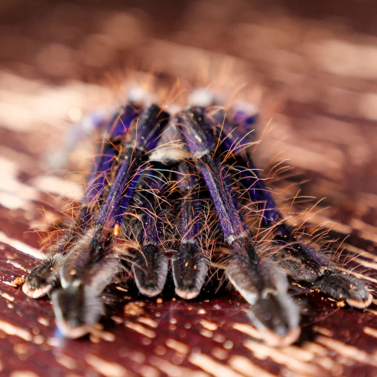 Singapore Blue Tarantula (Omothymus / Lampropelma violaceopes) Care ...
