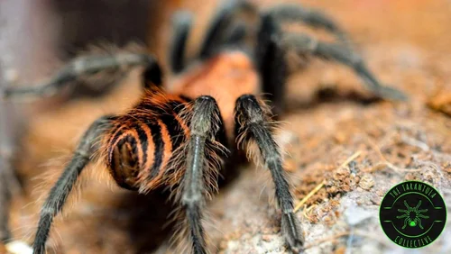 Guatemalan Tiger Rump Tarantula (Davus pentaloris) Care — The Tarantula ...