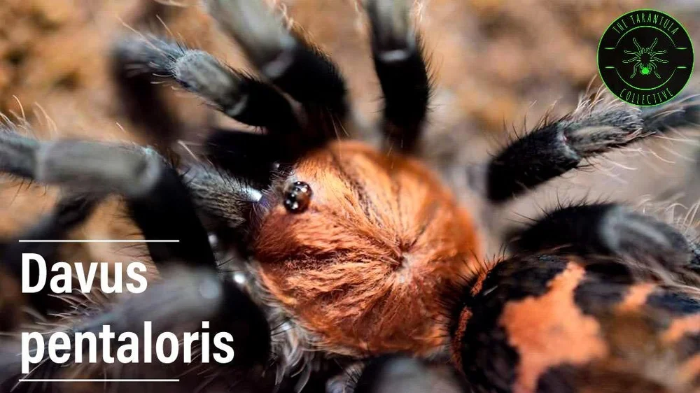Guatemalan Tiger Rump Tarantula (Davus pentaloris) Care — The Tarantula ...