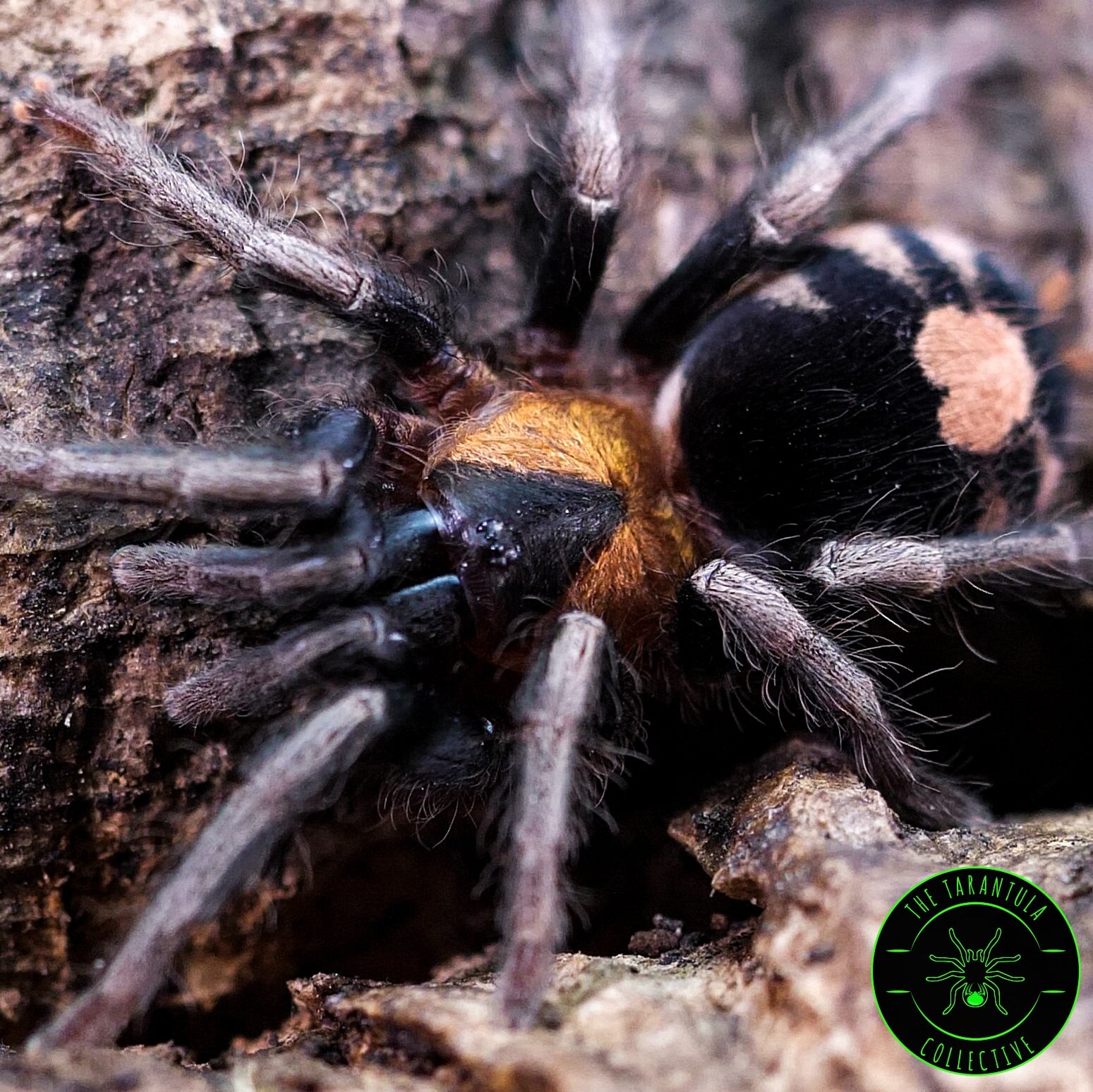 Trinidad Dwarf Tarantula (Cyriocosmus elegans) Care — The Tarantula ...
