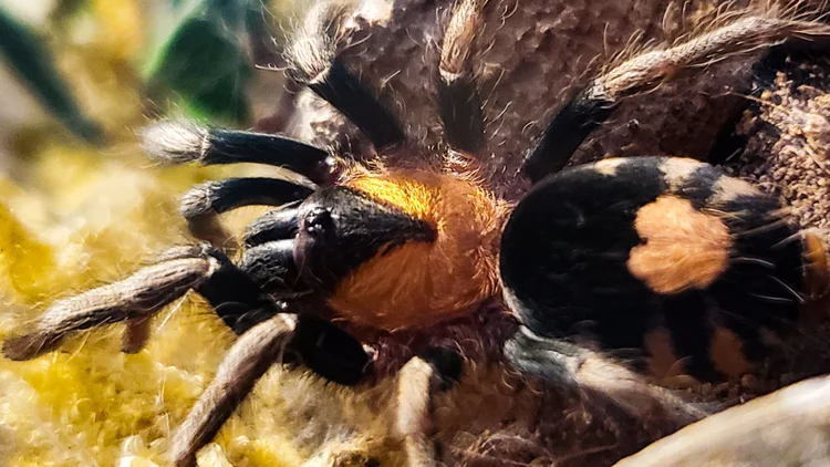 Trinidad Dwarf Tarantula (Cyriocosmus elegans) Care — The Tarantula ...