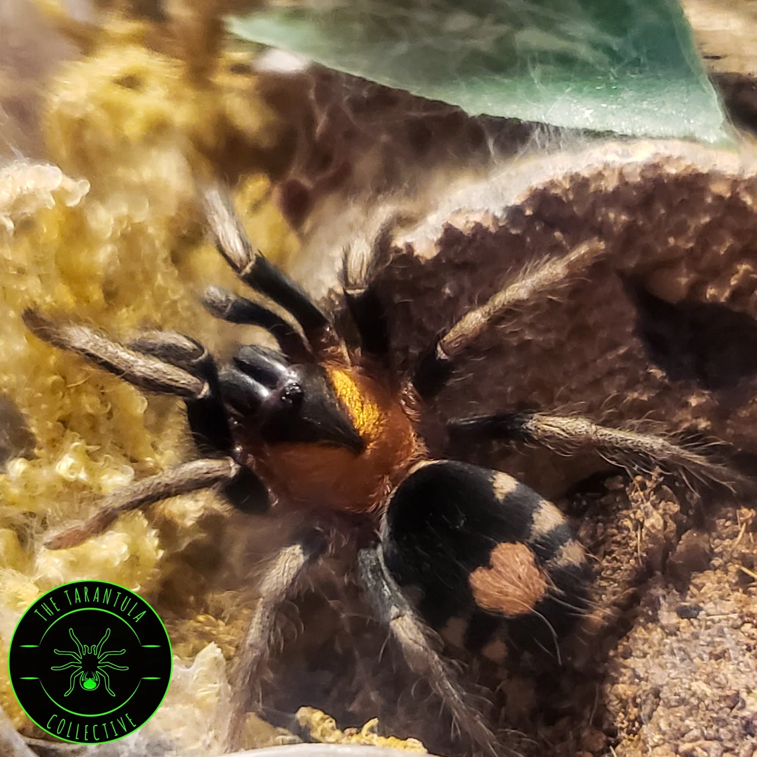 Trinidad Dwarf Tarantula (Cyriocosmus elegans) Care — The Tarantula Collective