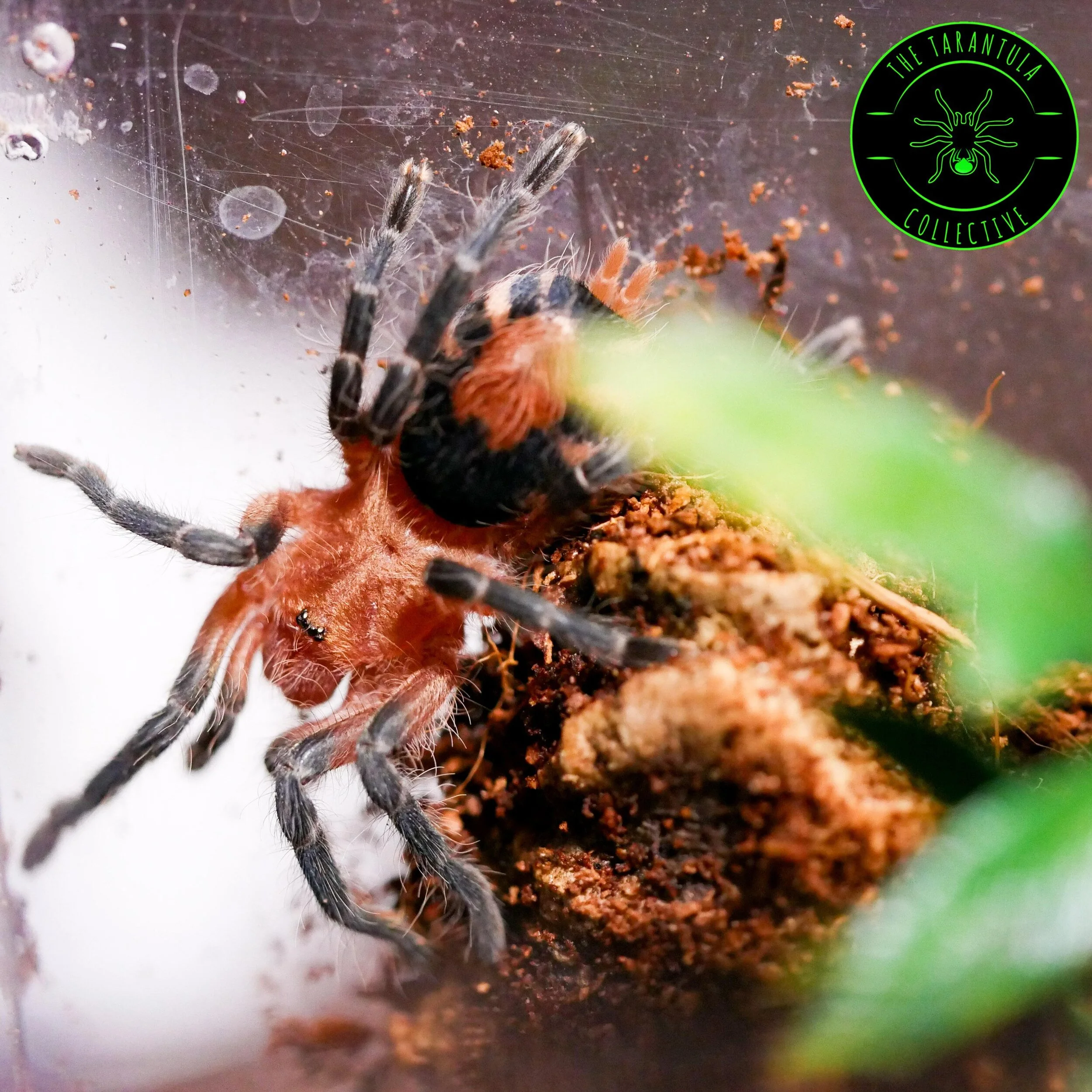 Trinidad Dwarf Tarantula (Cyriocosmus elegans) Care — The Tarantula ...