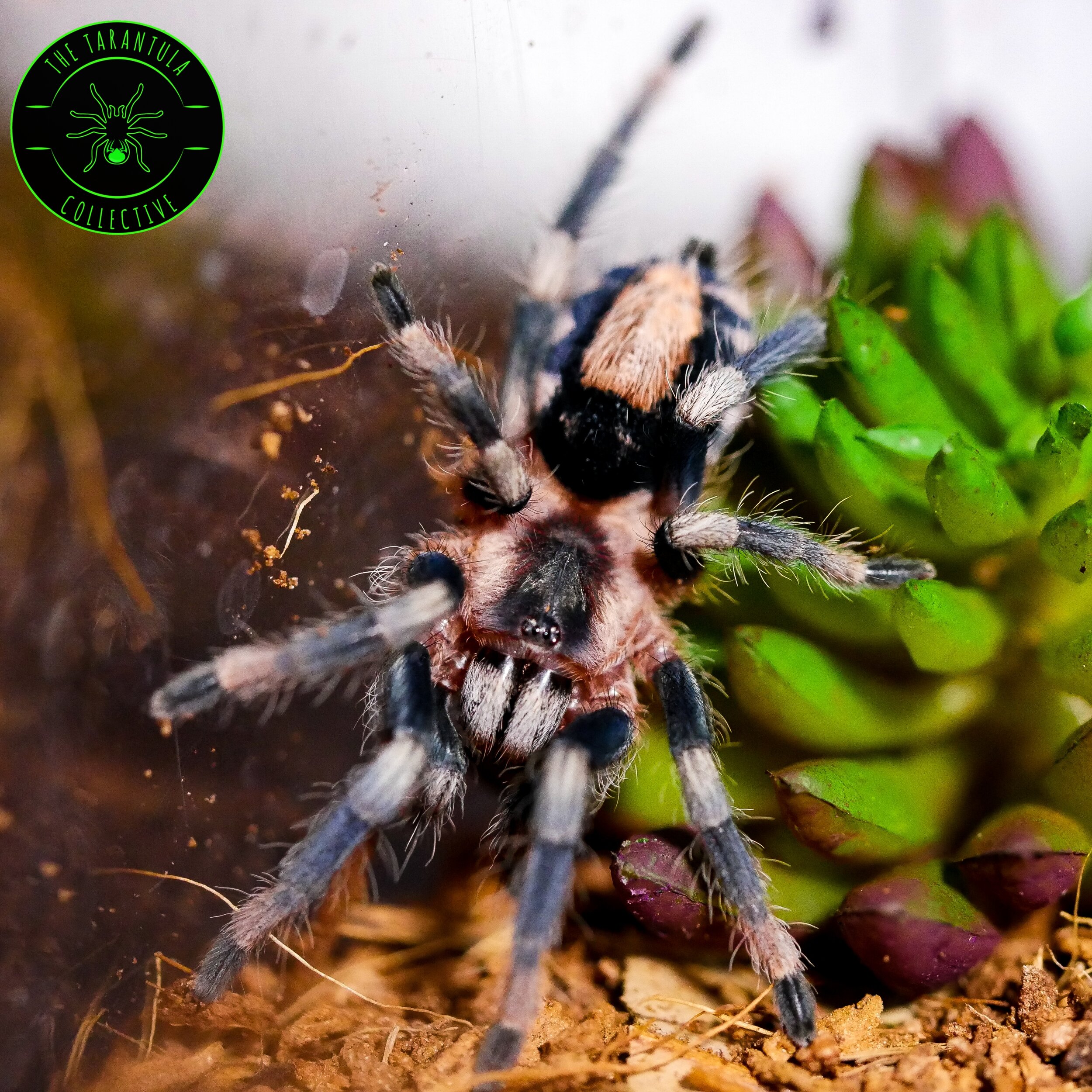 Trinidad Dwarf Tarantula (Cyriocosmus elegans) Care — The Tarantula Collective