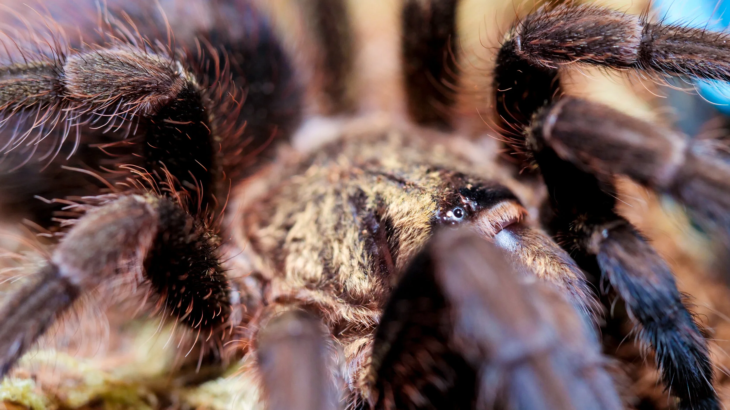 Cuban Bronze Tarantula (Phormictopus auratus) Care — The Tarantula ...