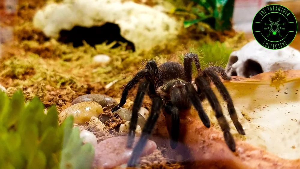 Cuban Bronze Tarantula (Phormictopus auratus) Care — The Tarantula ...